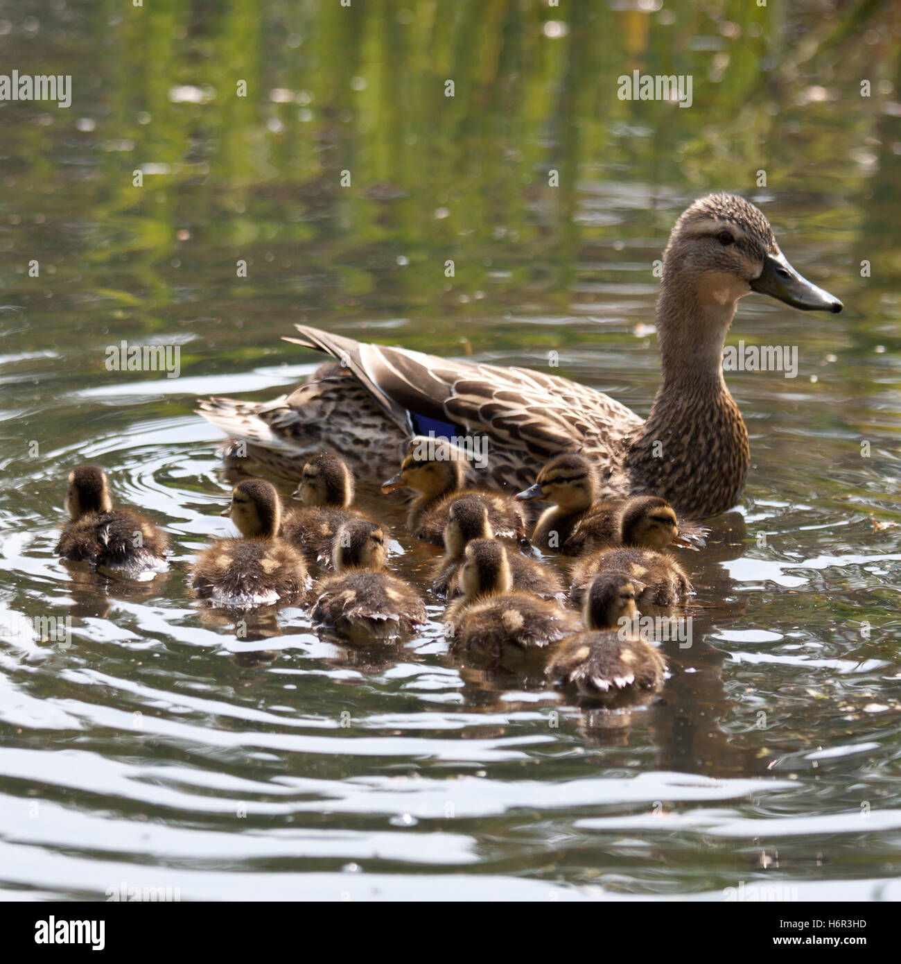 Child with duck hi-res stock photography and images - Alamy