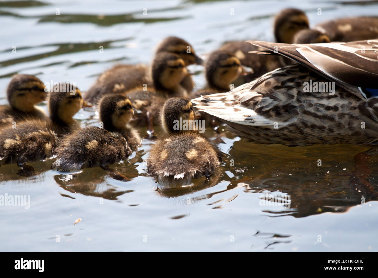 Mom duck with ducklings hi-res stock photography and images - Alamy