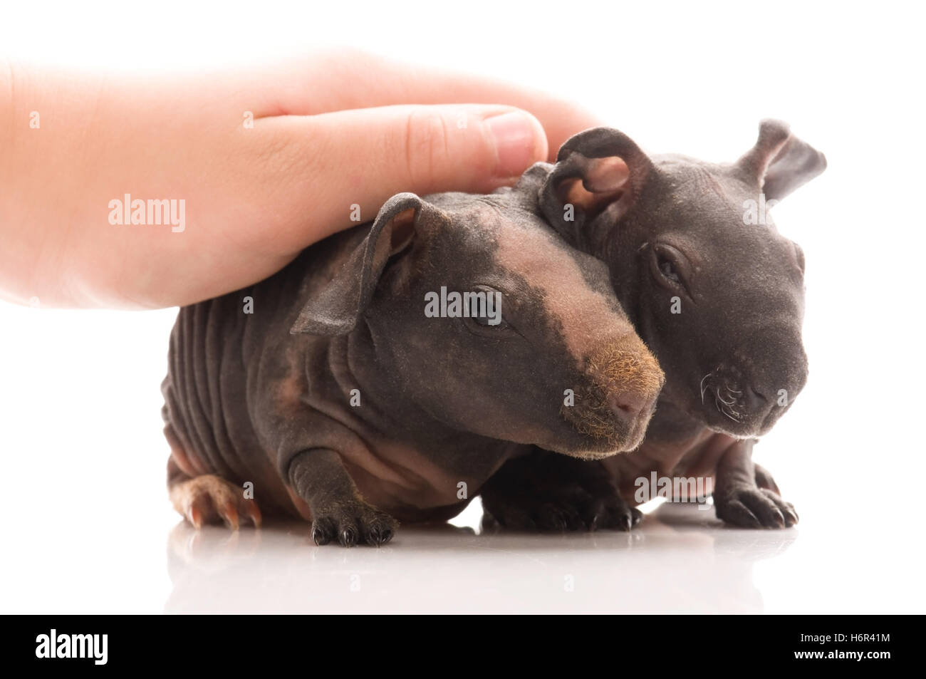 Scared Animals High Resolution Stock Photography and Images - Alamy