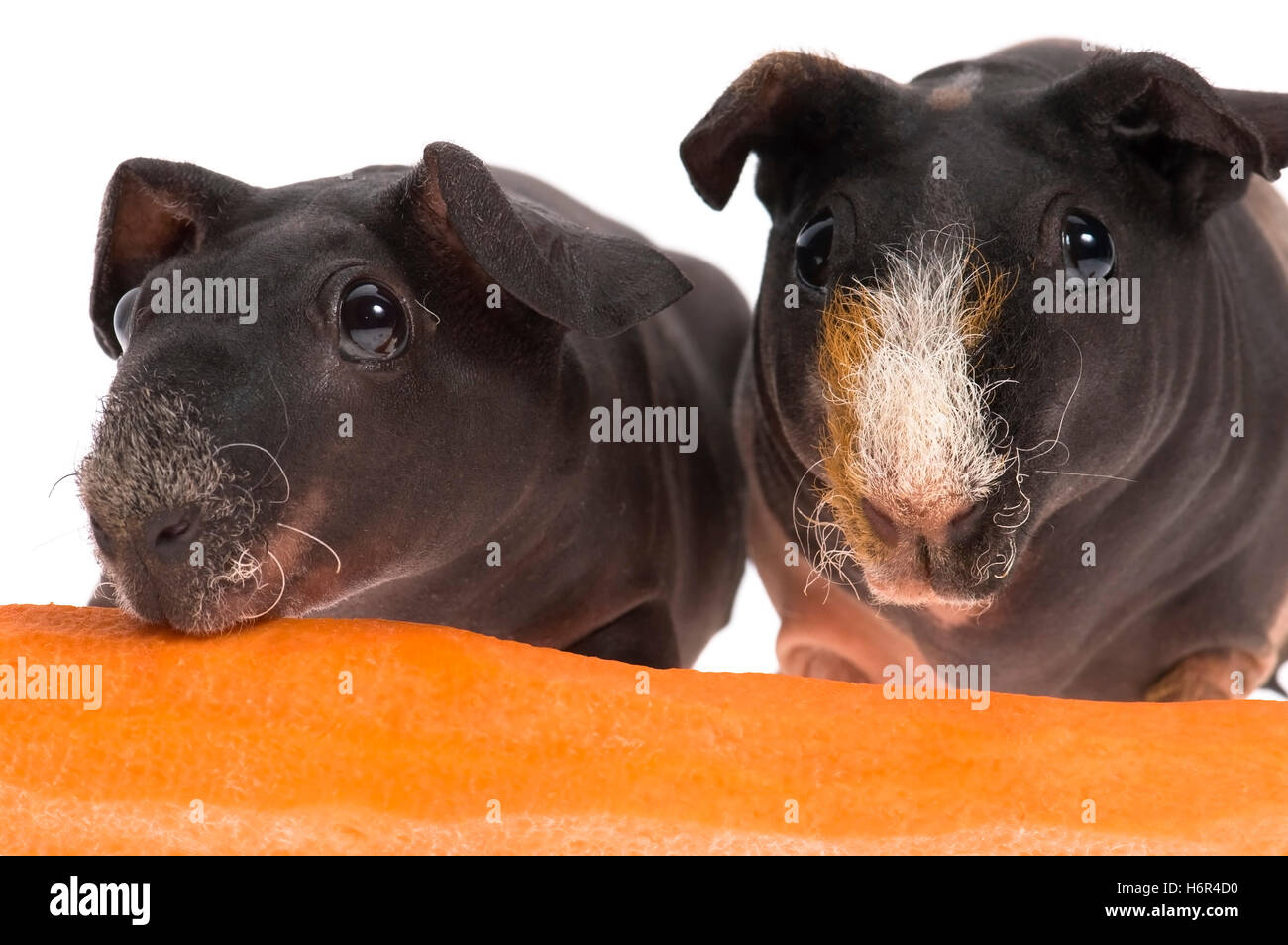 Skinny animals hi-res stock photography and images - Alamy