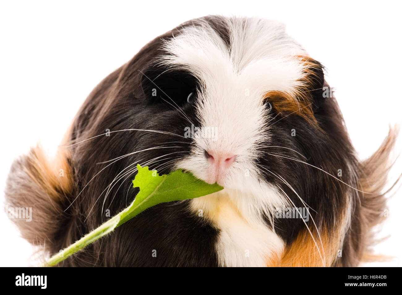 Funny pet animals hi-res stock photography and images - Alamy