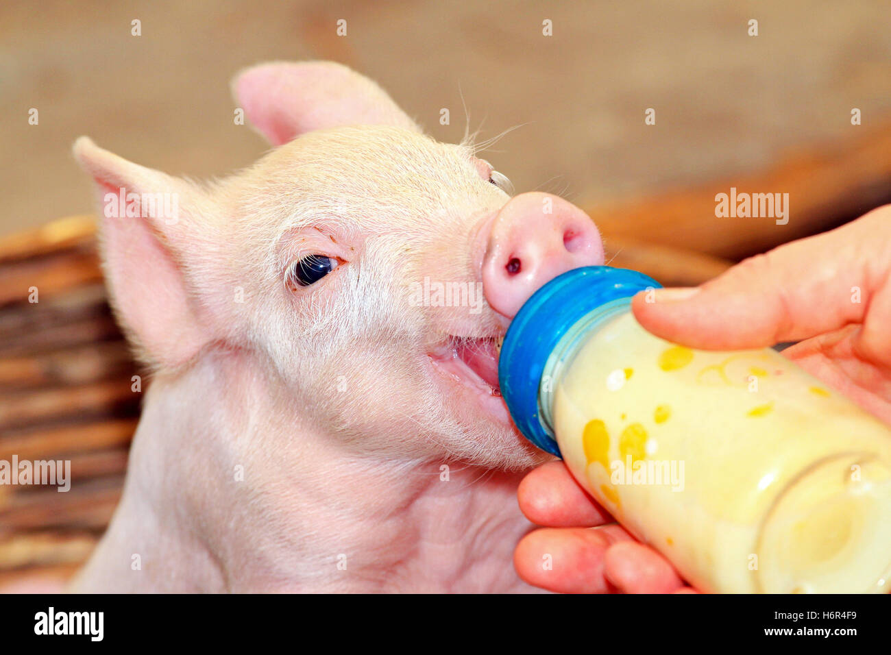 Baby piglet hi-res stock photography and images - Alamy