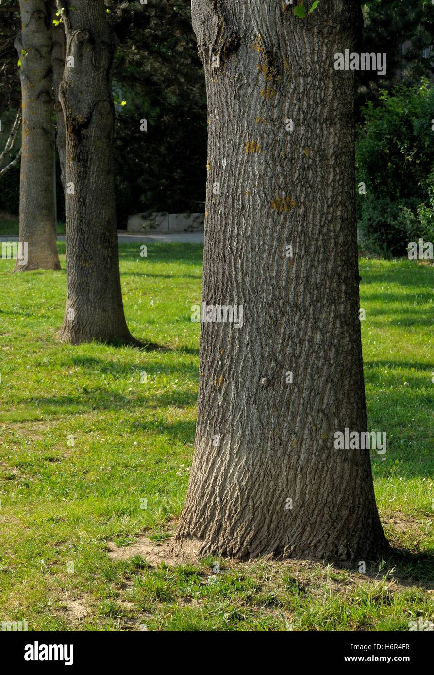 The powerful tree hi-res stock photography and images - Alamy