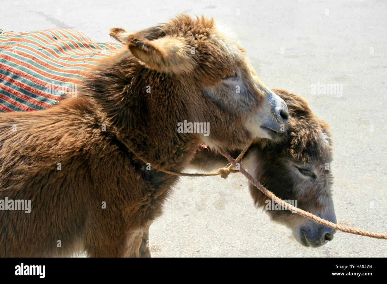 Stupid animals hi-res stock photography and images - Alamy