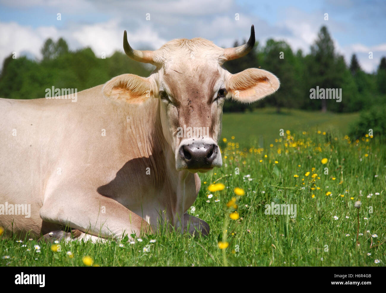 Useful animal husbandry hi-res stock photography and images - Alamy
