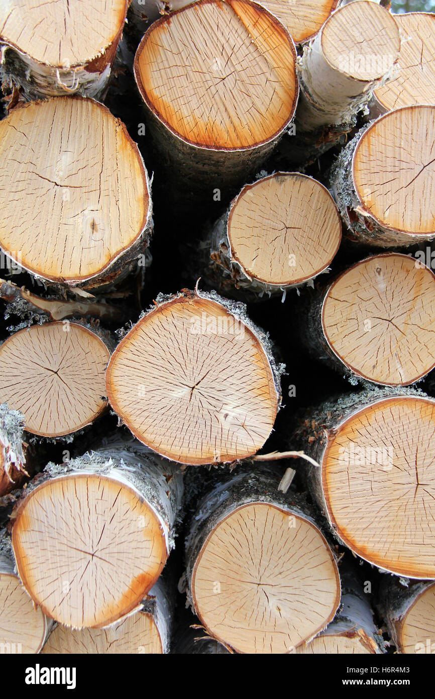 White ends of logs hi-res stock photography and images - Alamy