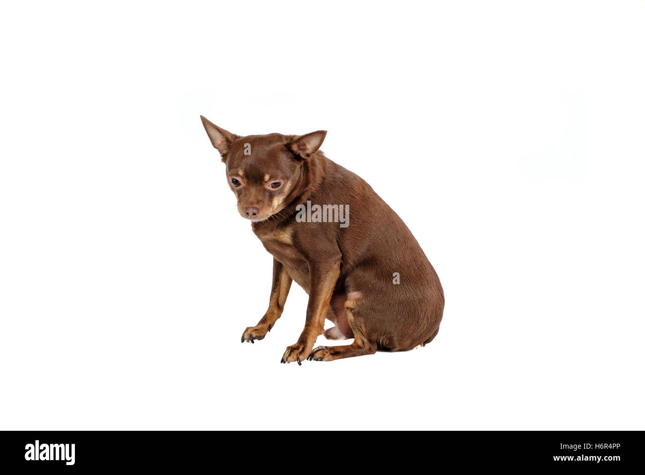 Small sad dog sitting isolated Stock Photo - Alamy