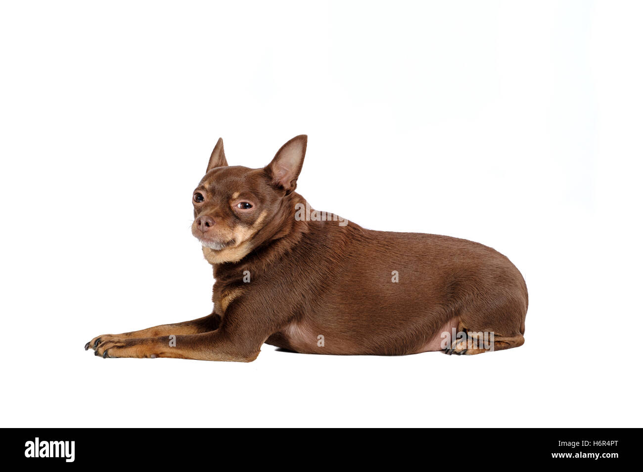 Small sad dog lying isolated Stock Photo - Alamy