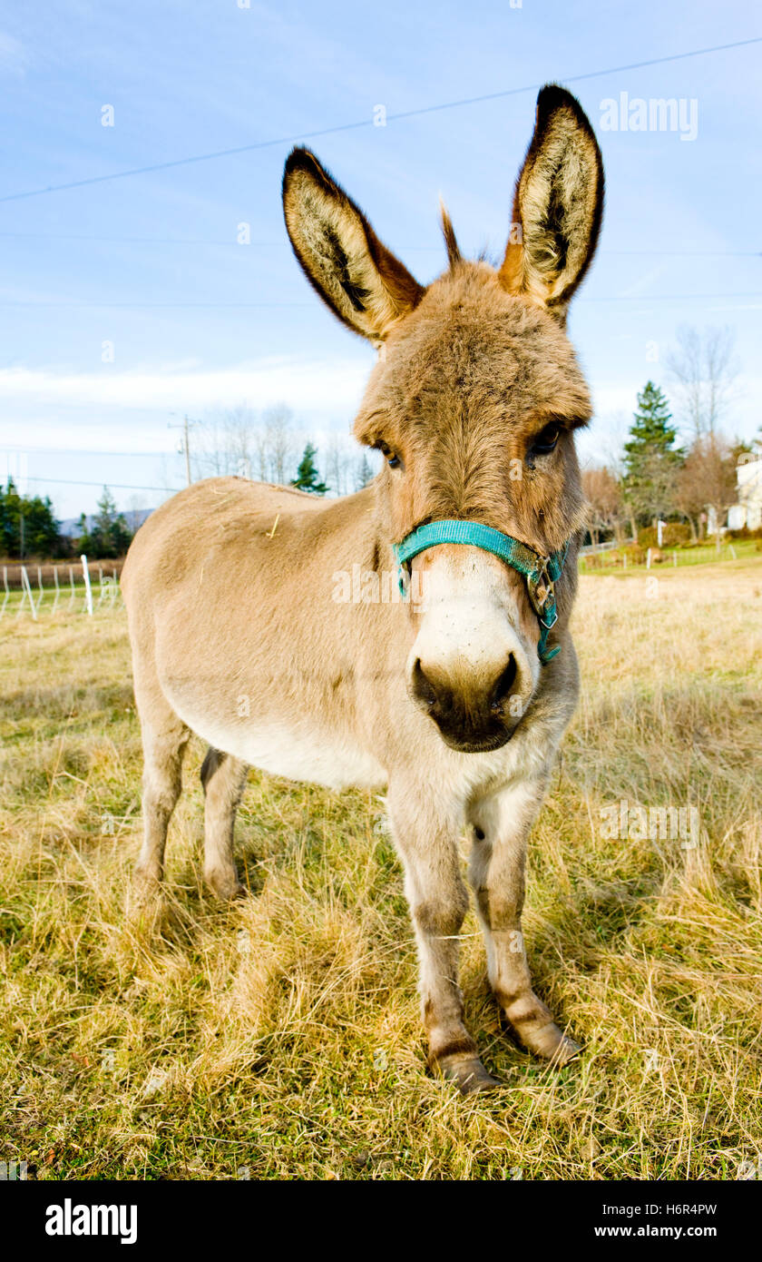 Vermont fauna hi-res stock photography and images - Alamy