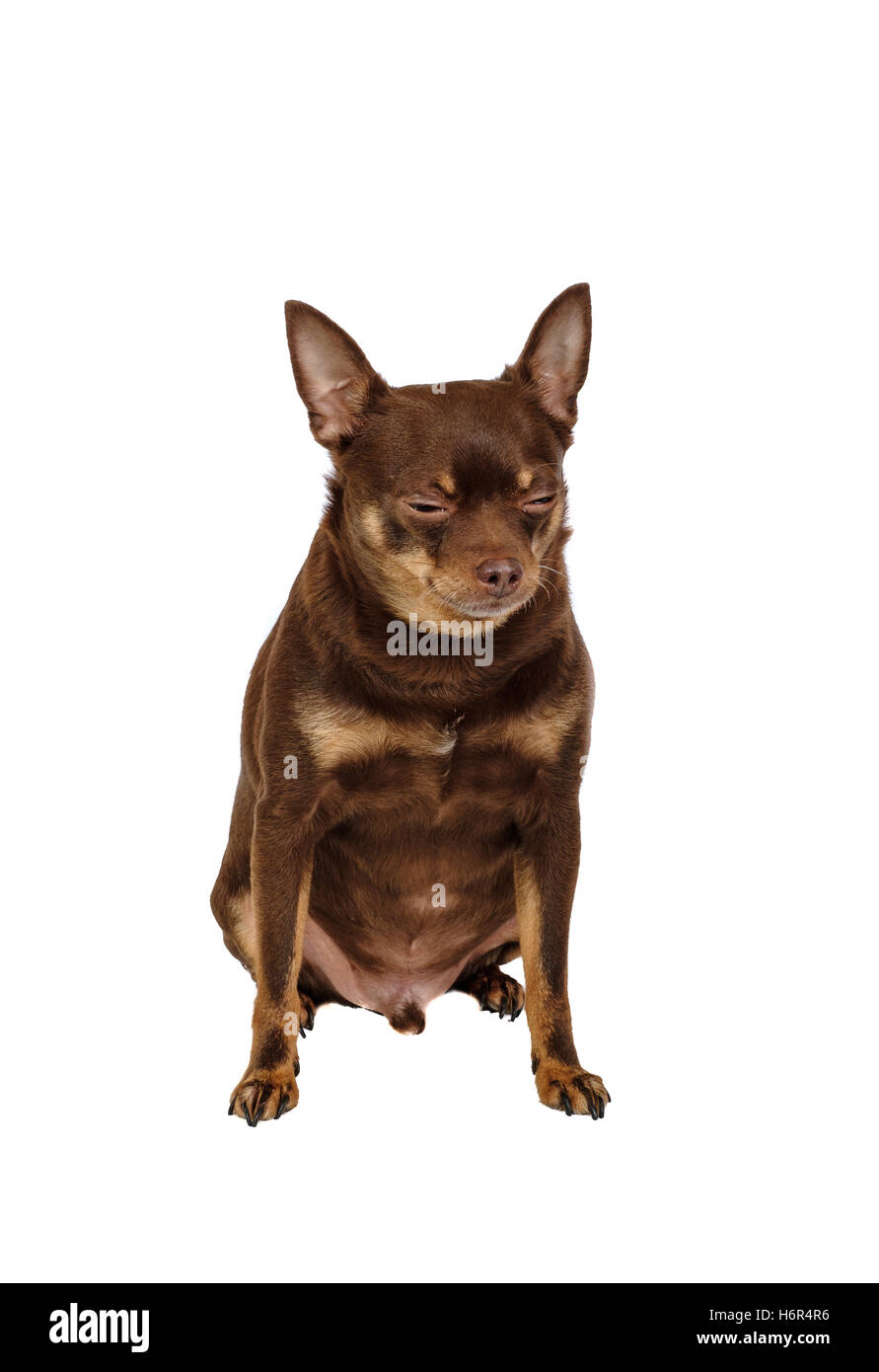 Small sad dog sitting isolated Stock Photo - Alamy