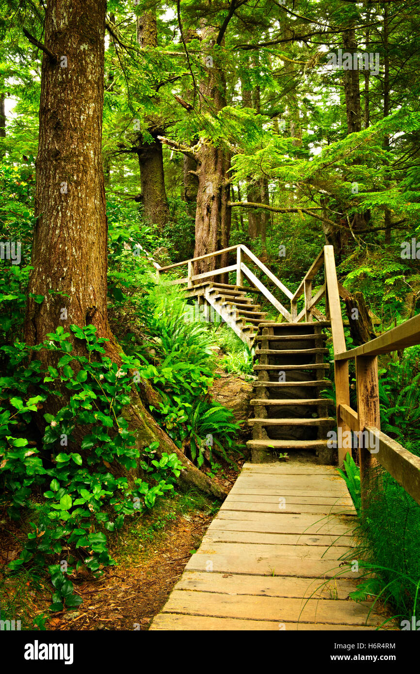 Bc forests bc trees hi-res stock photography and images - Alamy