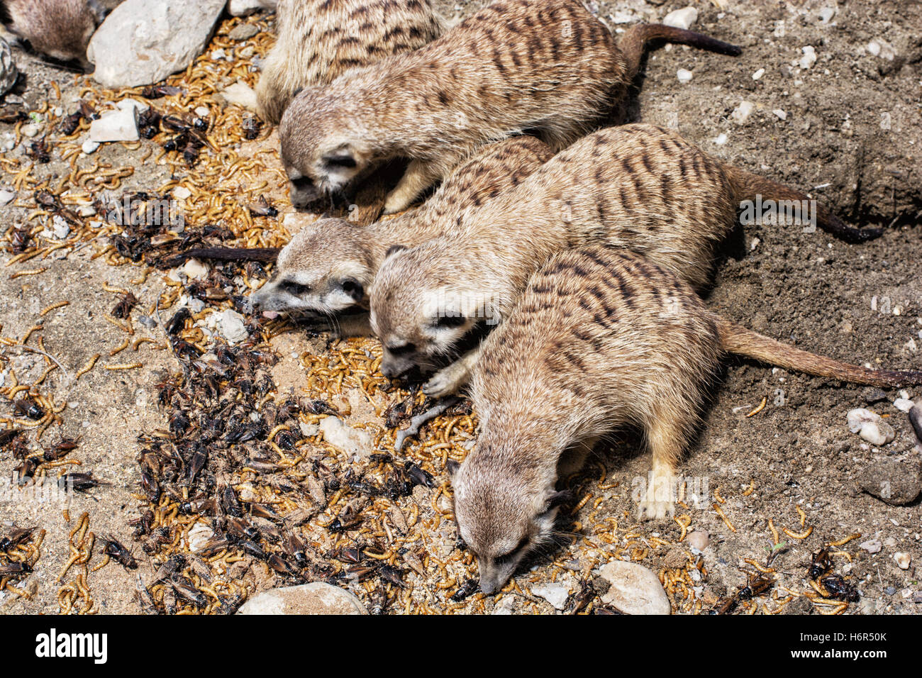Group of Meerkats - Suricata suricatta - are fed insect. Animal theme ...
