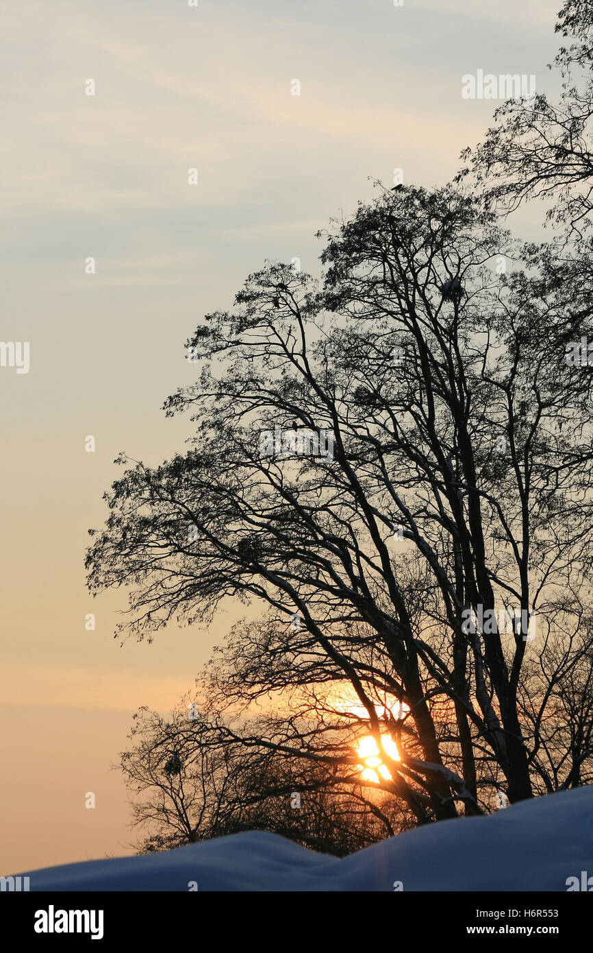 Sunset tree shadow snow hi-res stock photography and images - Alamy