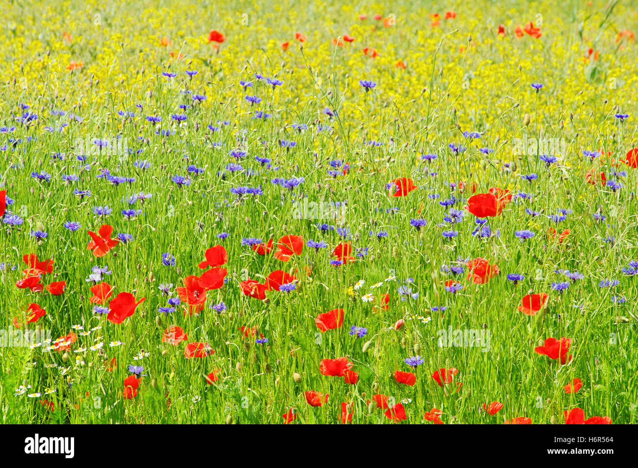Blue flower fields hi-res stock photography and images - Alamy