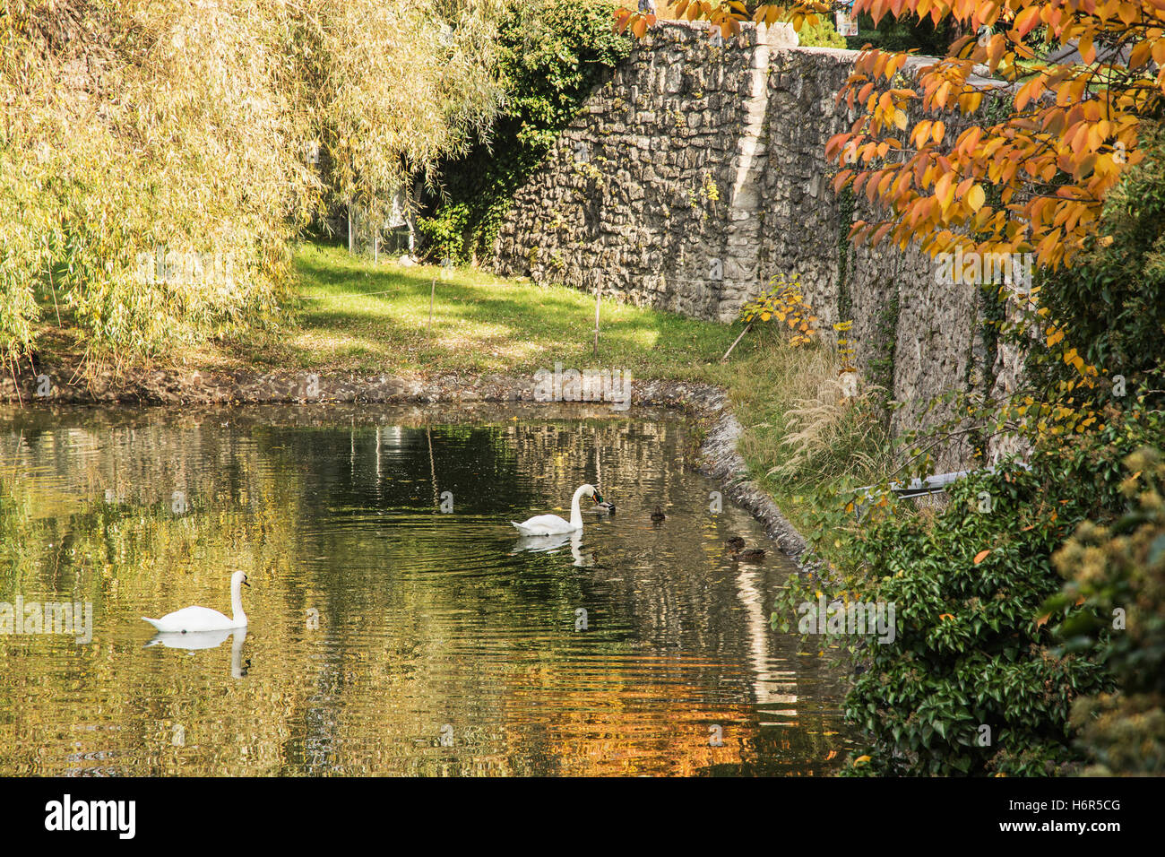 Moat with water, swans and ducks in autumn time. Seasonal natural scene ...