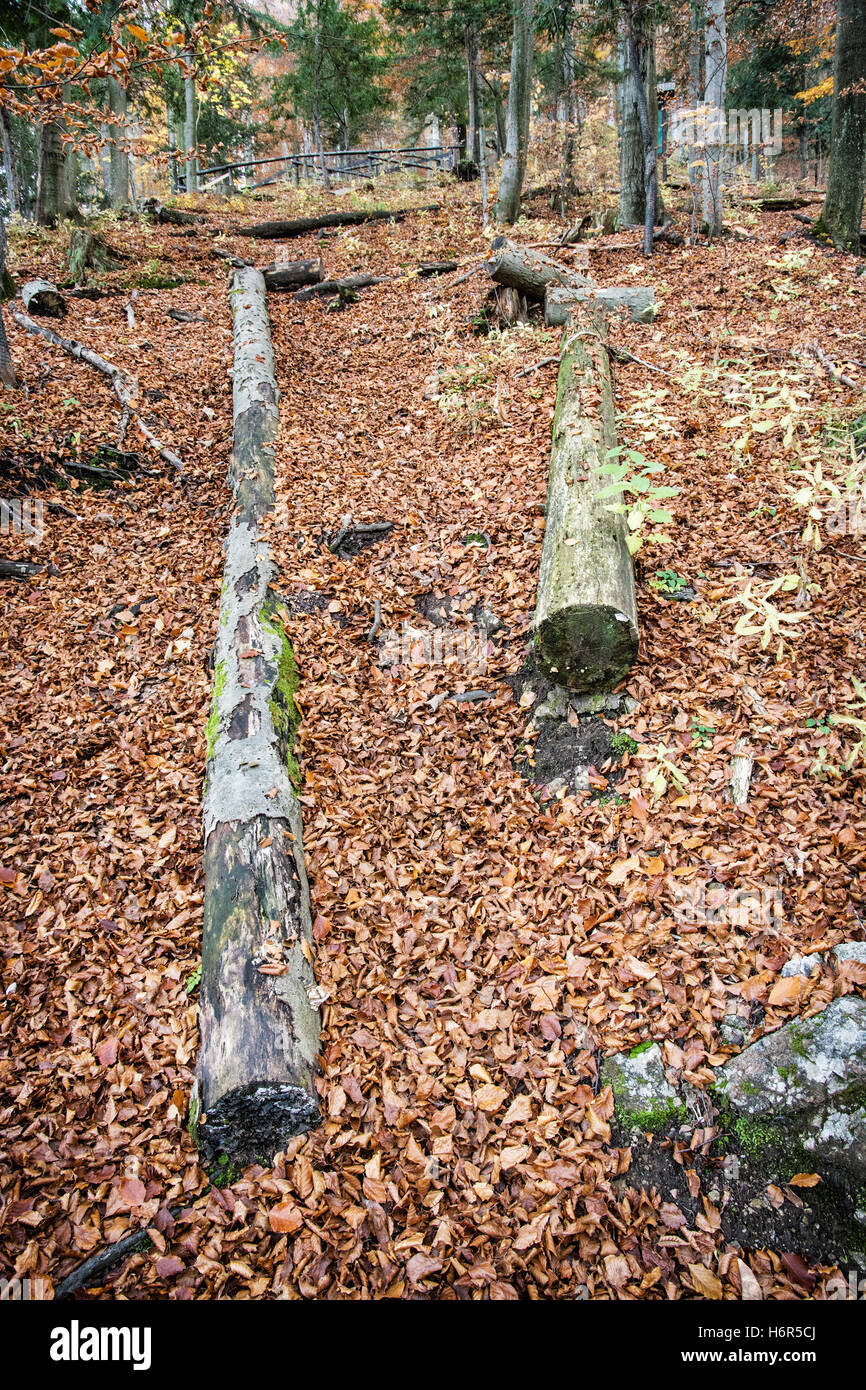 Autumn colorful forest with dead fallen trees. Seasonal natural scenery ...