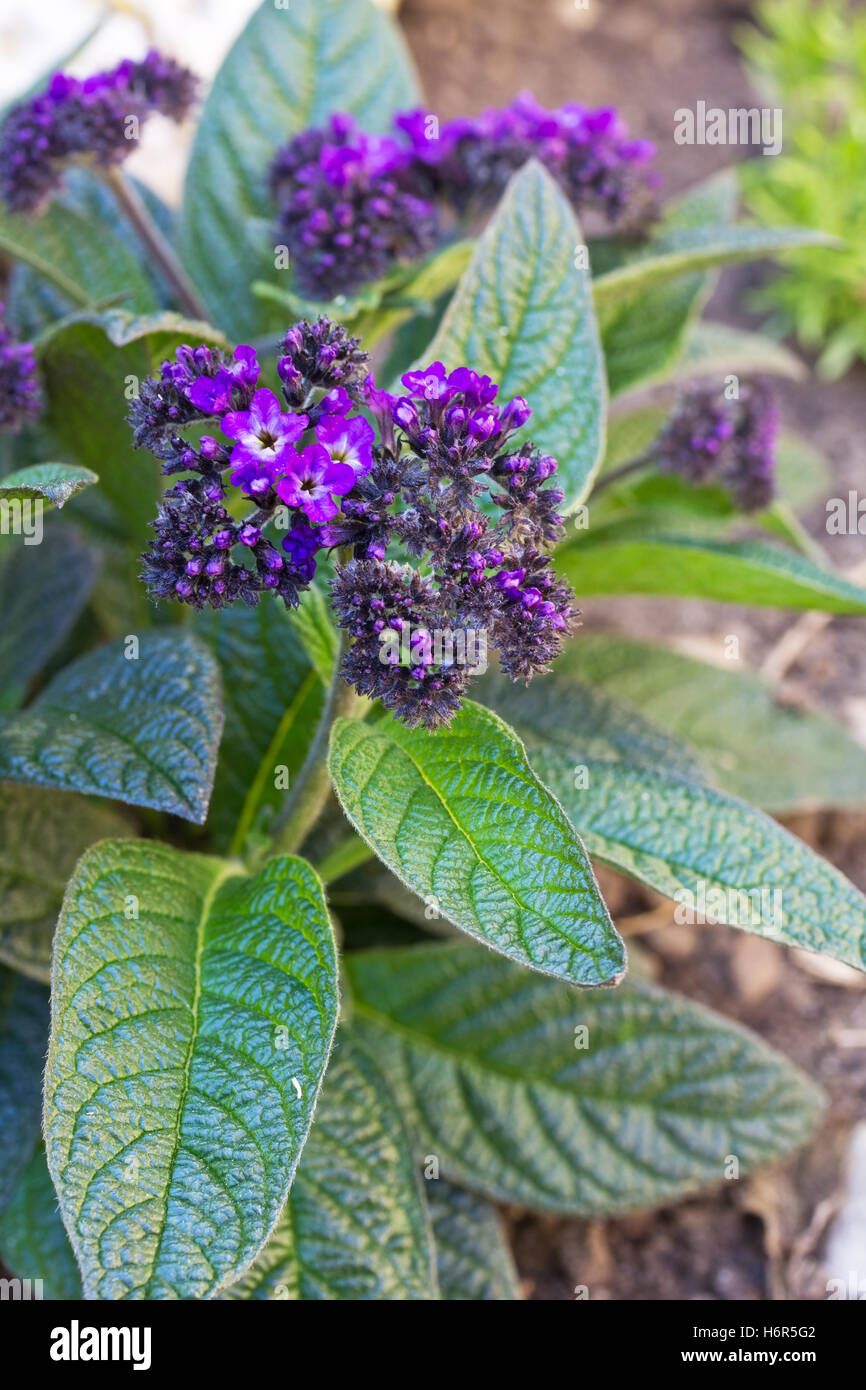 Blue flower plant solstice blue hi-res stock photography and images - Alamy