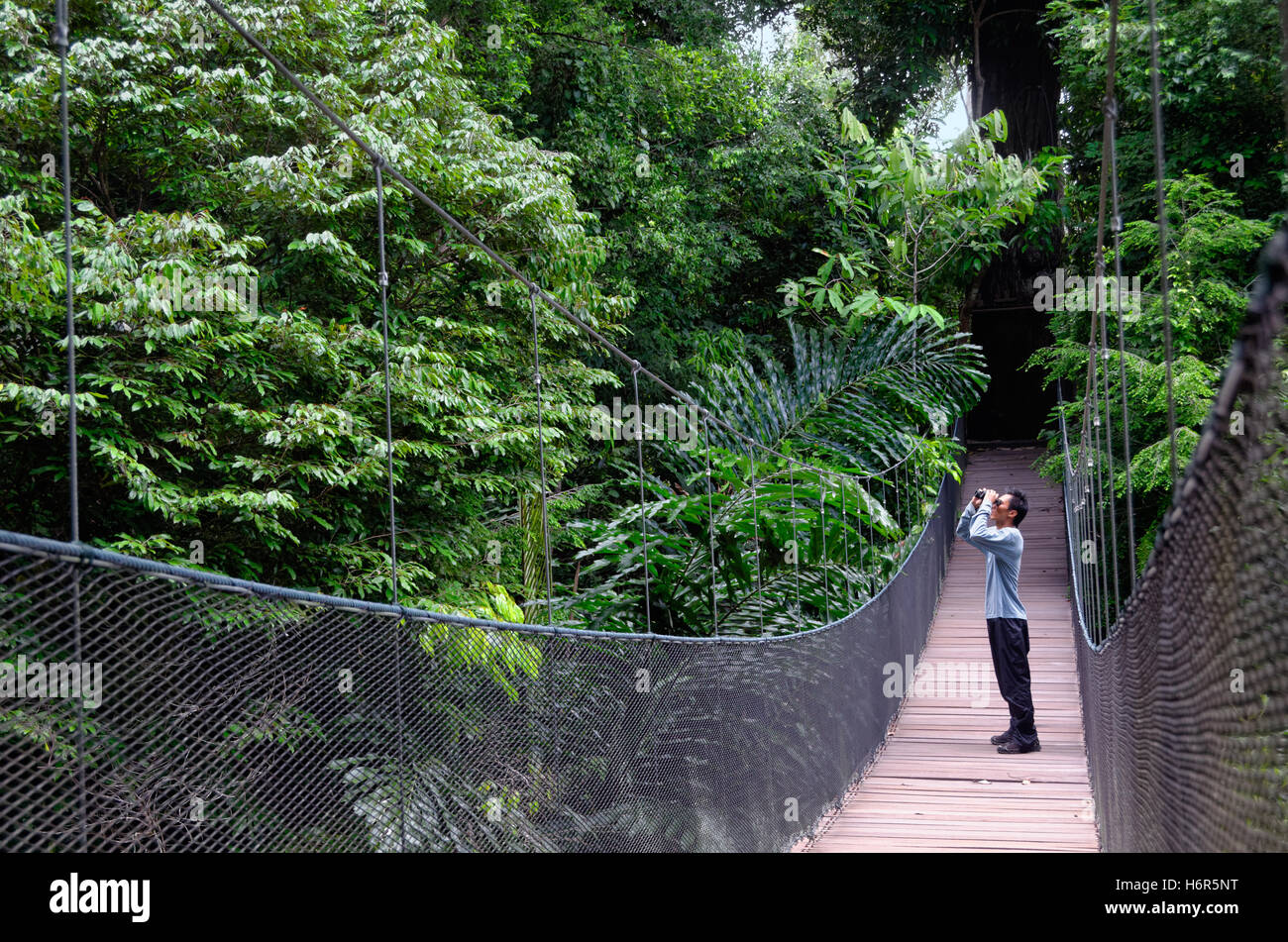 Bird watching in the jungle. One male bird watcher with binoculars ...