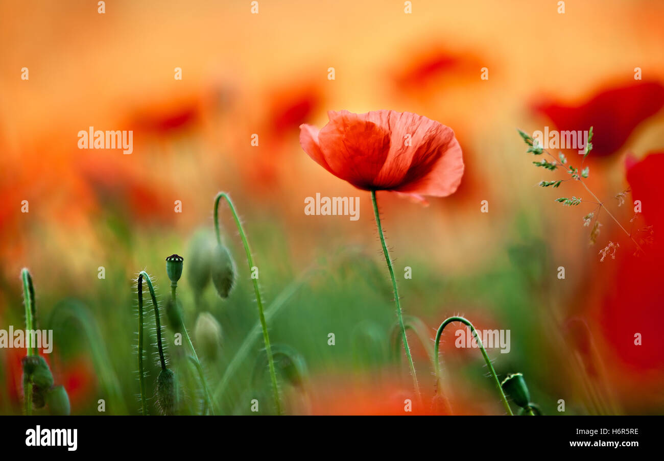 Most beautiful poppy fields hi-res stock photography and images - Alamy