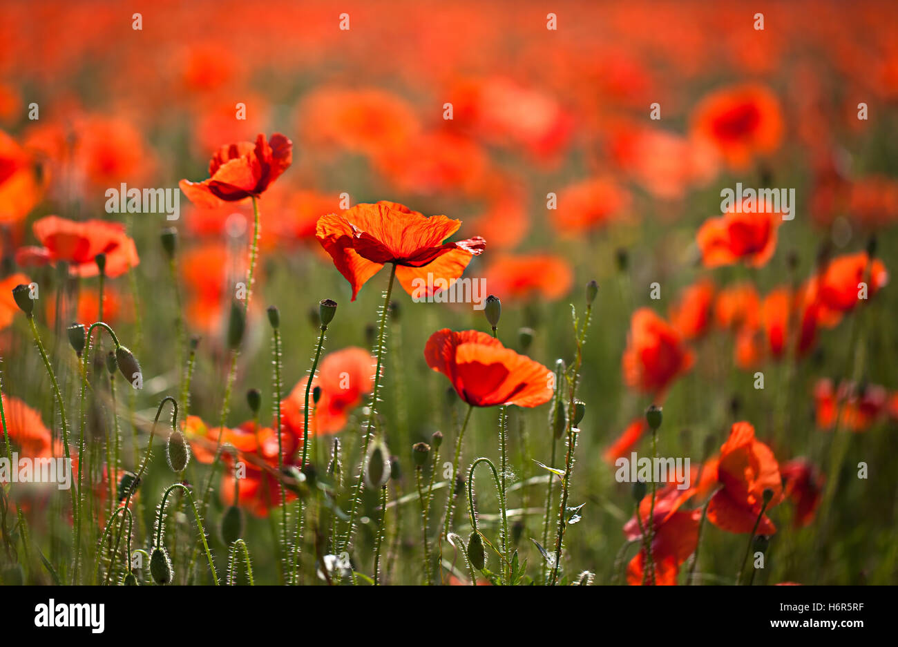 Most beautiful poppy fields hi-res stock photography and images - Alamy