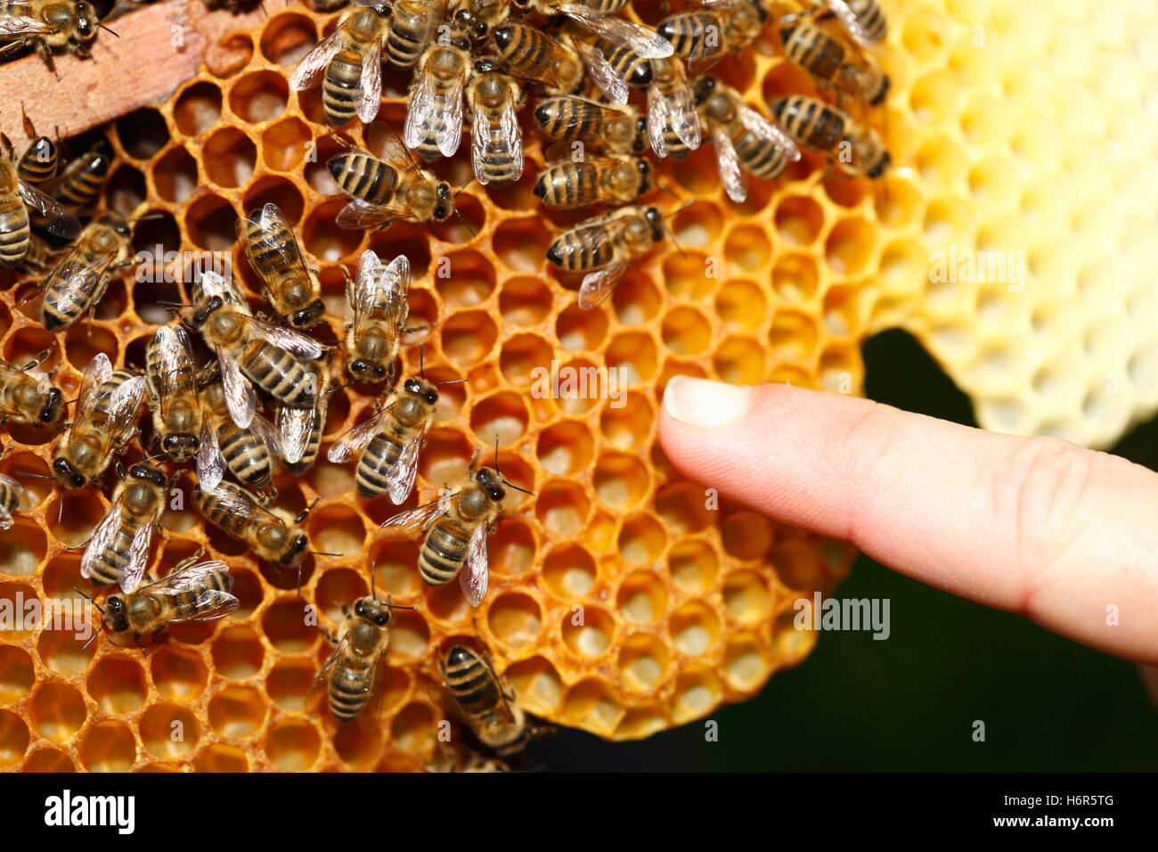 Bienenwaabe hi-res stock photography and images - Alamy