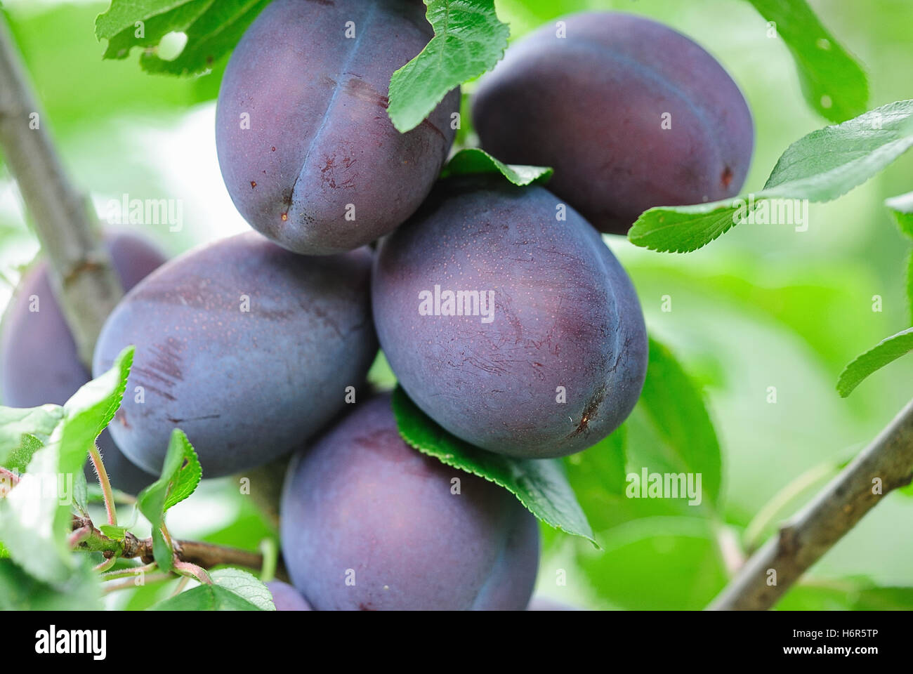 Plum trees plums fruits hi-res stock photography and images - Alamy