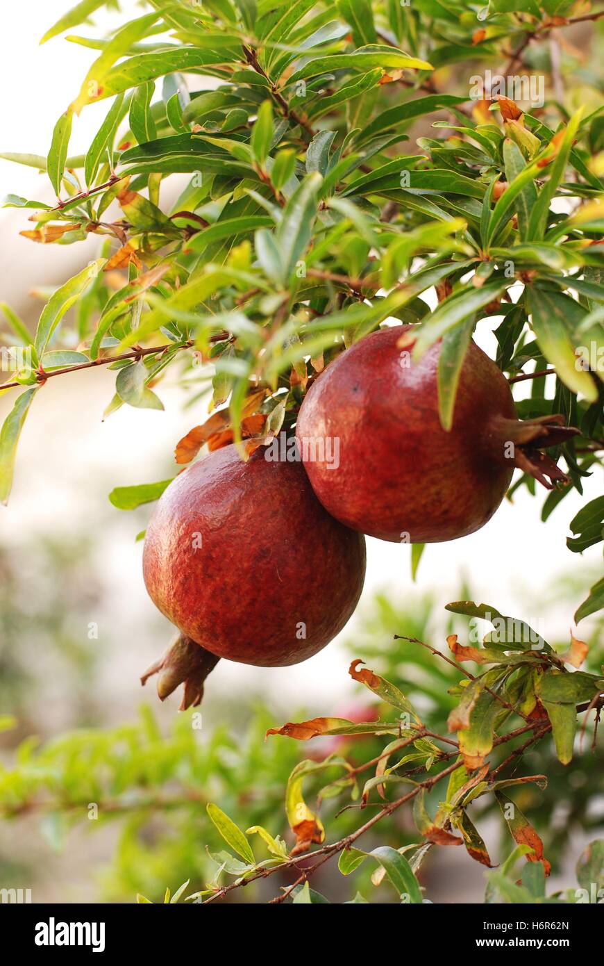 Pomegranate tree israel hi-res stock photography and images - Alamy