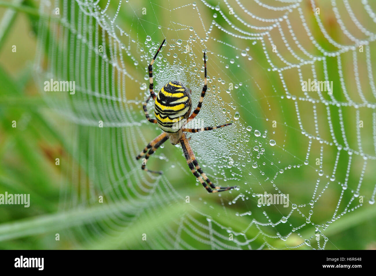 Radnetzspinne hi-res stock photography and images - Alamy