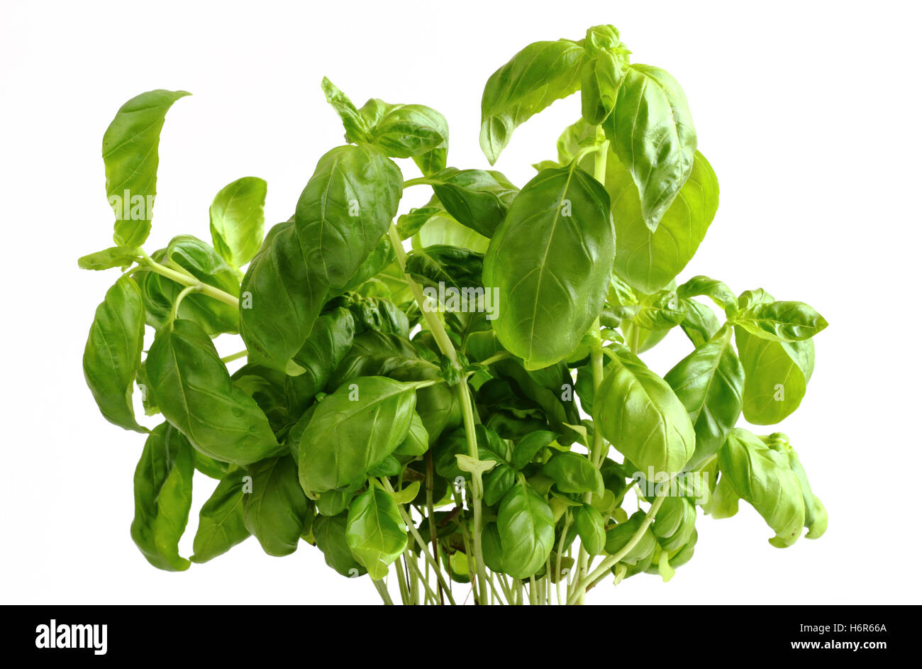 basil from the side Stock Photo - Alamy