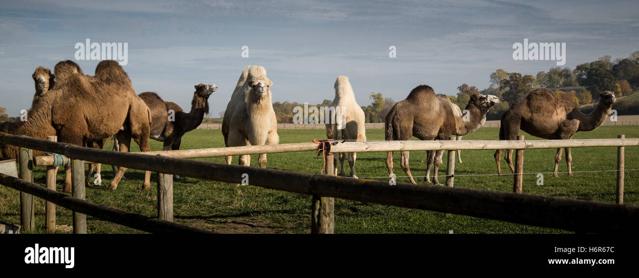 Racing Camel High Resolution Stock Photography and Images - Alamy