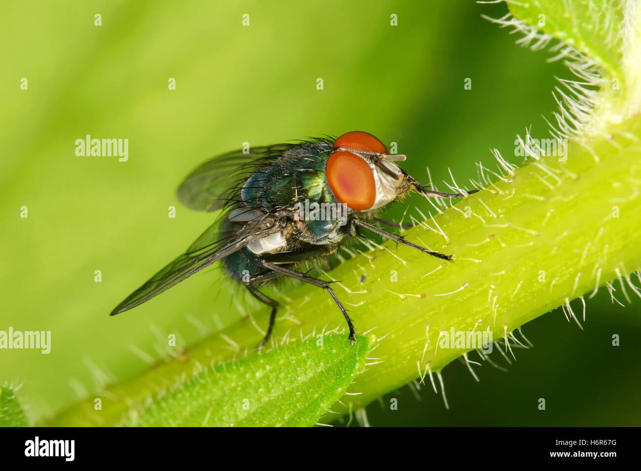 Green blowfly hi-res stock photography and images - Alamy