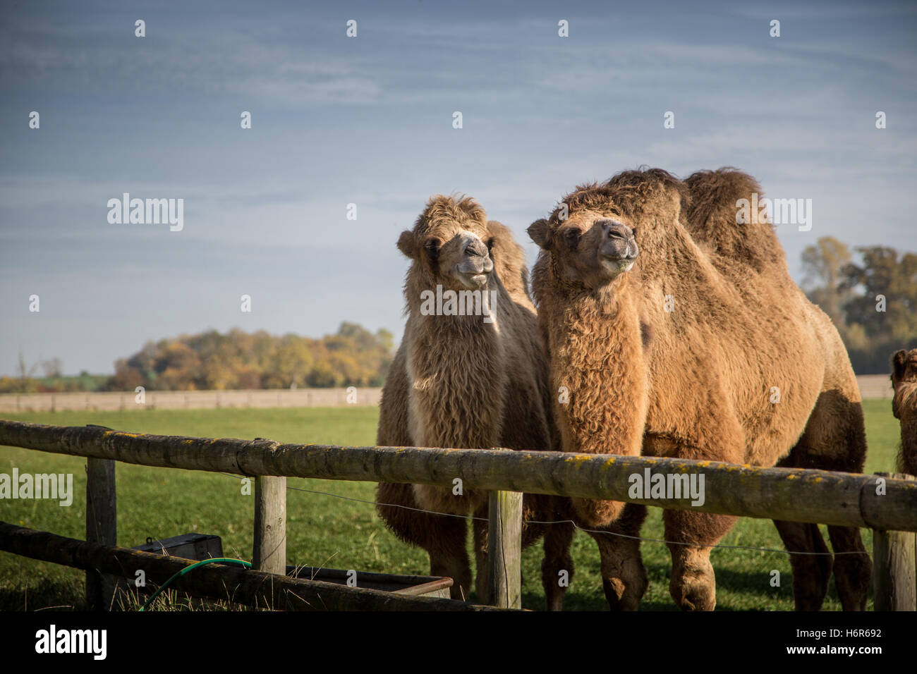 Camels Humps High Resolution Stock Photography and Images - Alamy