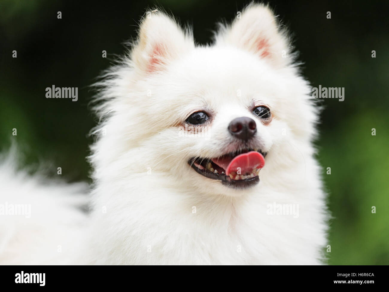 close laugh laughs laughing twit giggle smile smiling laughter ...