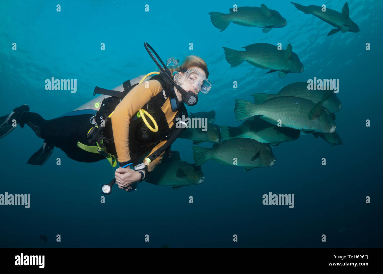 Sports with animals hi-res stock photography and images - Alamy