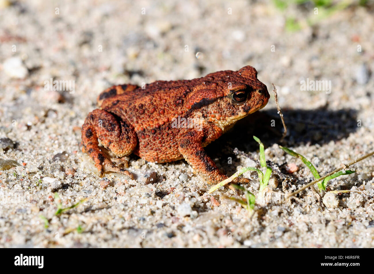 common toad - bufo Stock Photo - Alamy