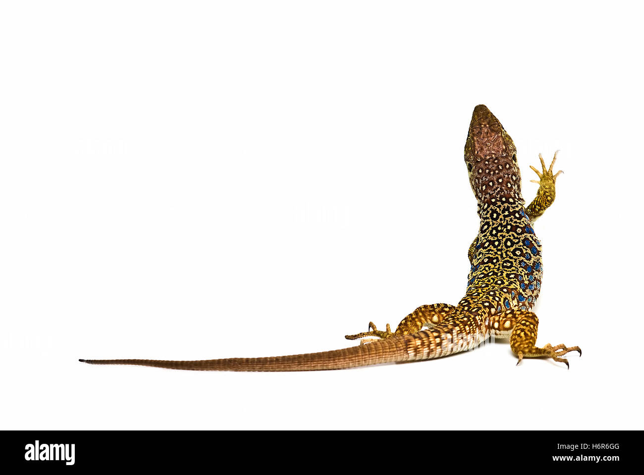 Reptiles Cut Out Stock Images & Pictures - Alamy