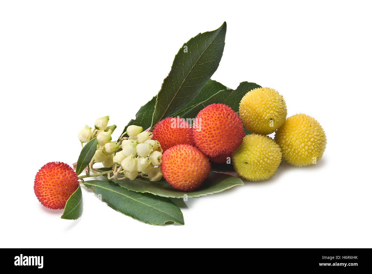 Harvesting wild food Cut Out Stock Images & Pictures - Alamy