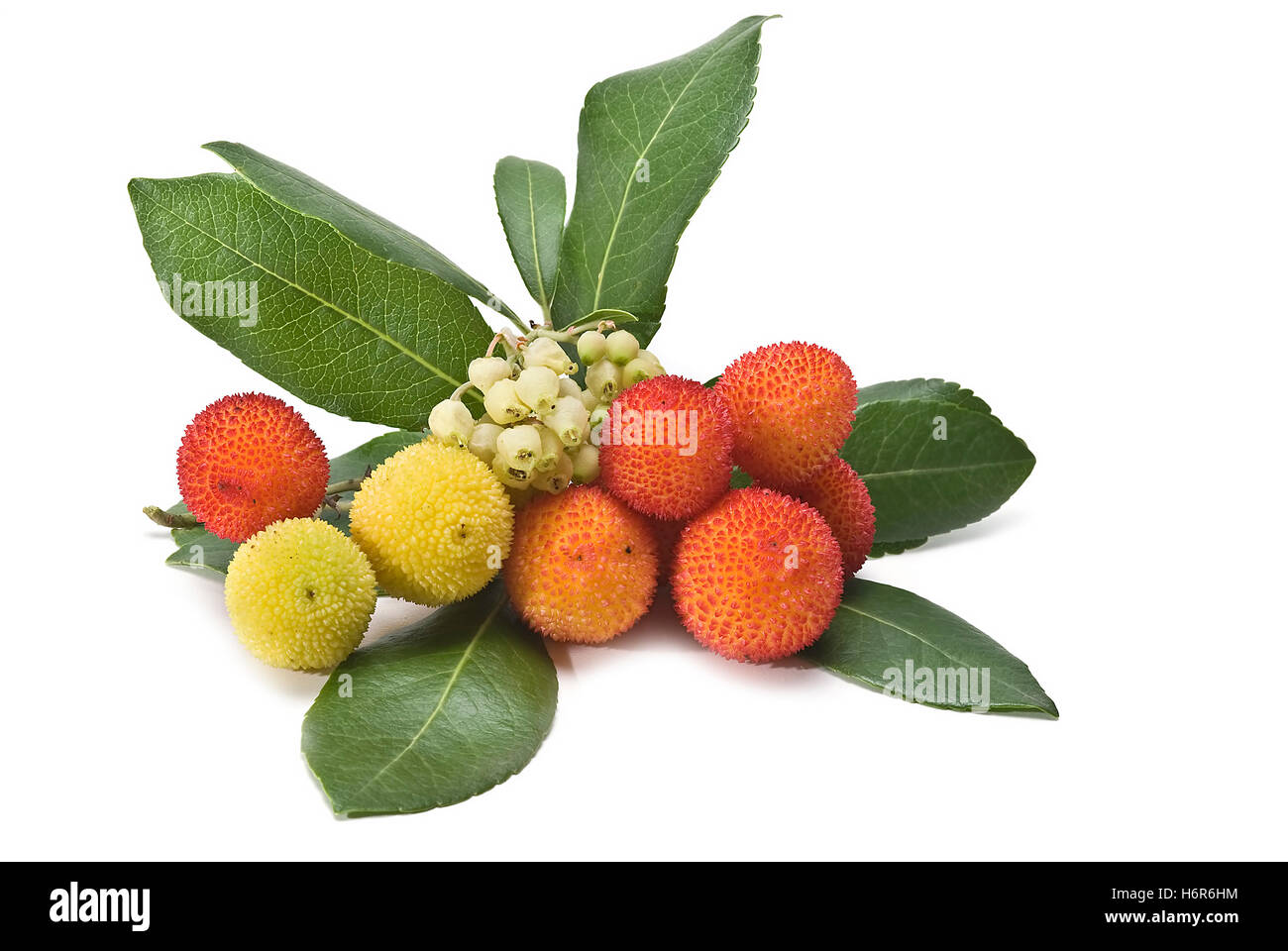 Madrones Cut Out Stock Images & Pictures - Alamy