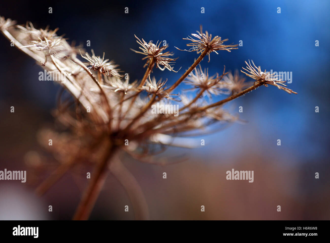Fixed plants hi-res stock photography and images - Alamy