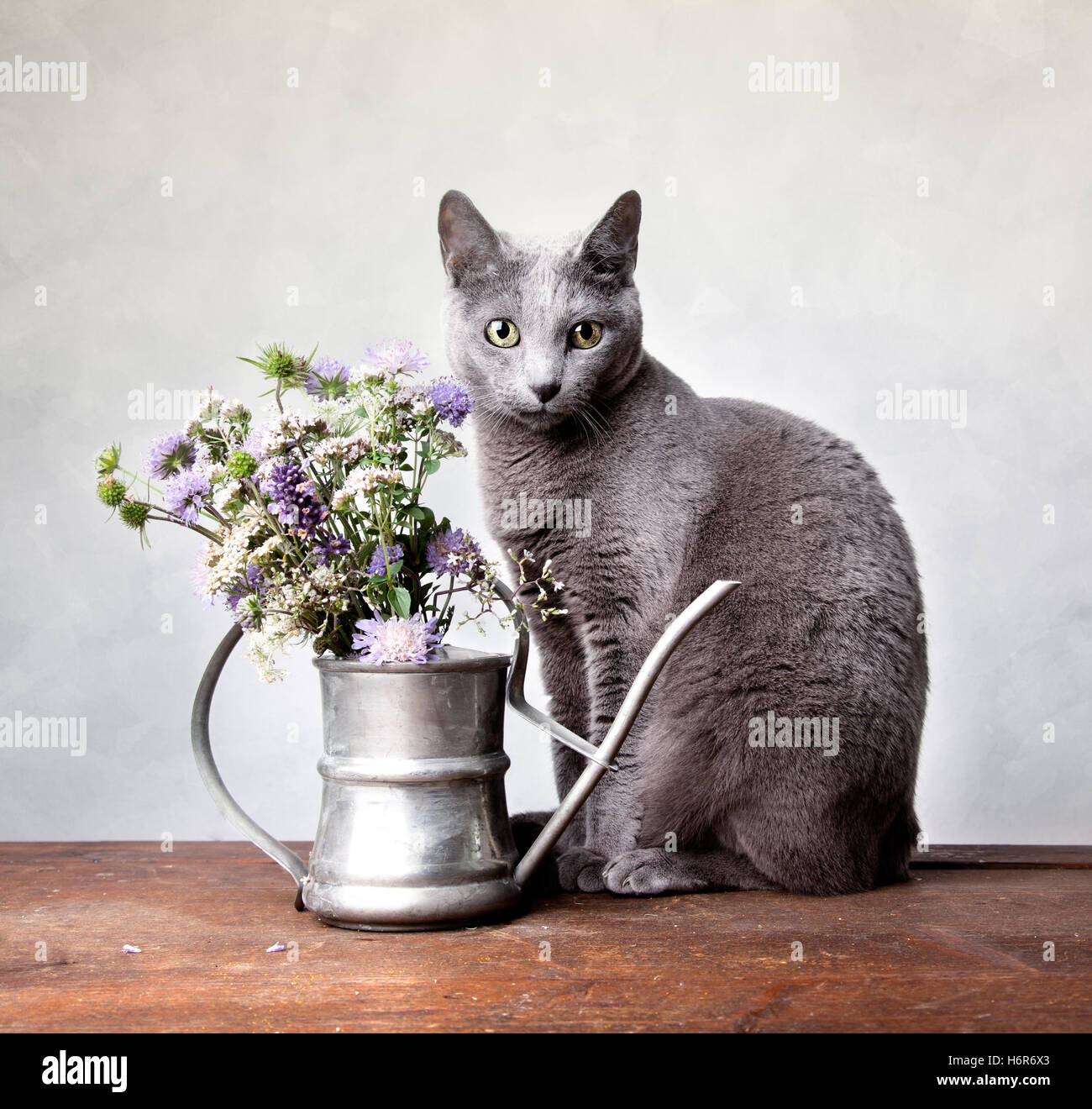 still life with cat Stock Photo - Alamy