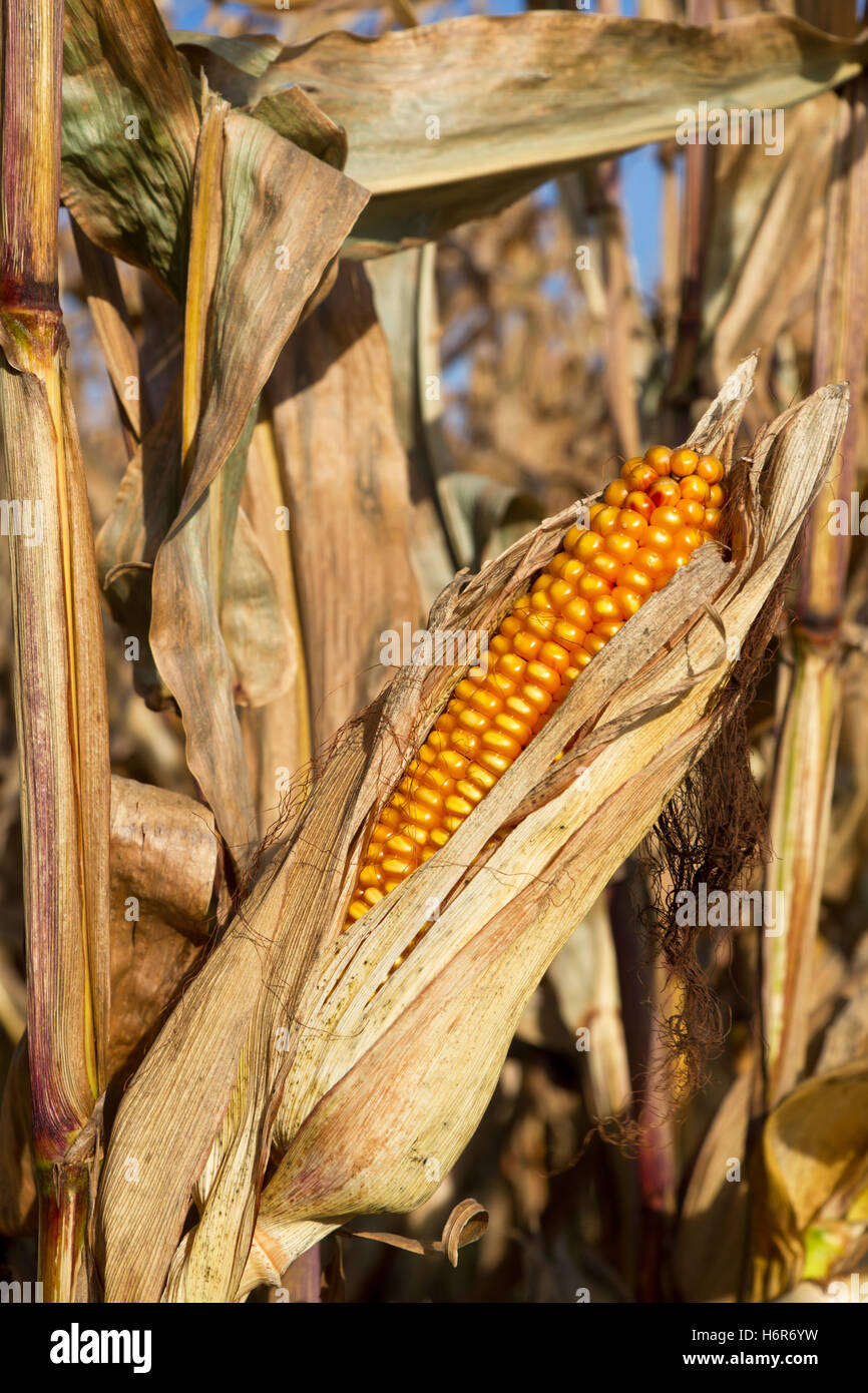 corn cob in the cornfield before harvest Stock Photo - Alamy