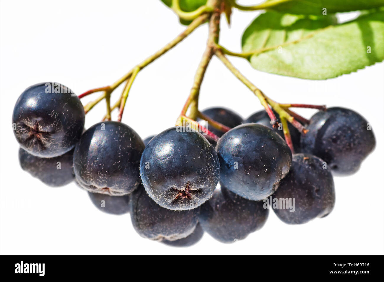 Pome fruit hi-res stock photography and images - Alamy