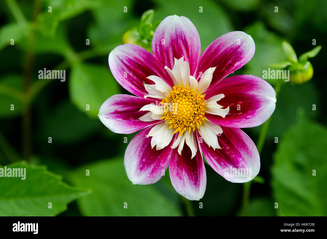 Lovely flowers hi-res stock photography and images - Alamy