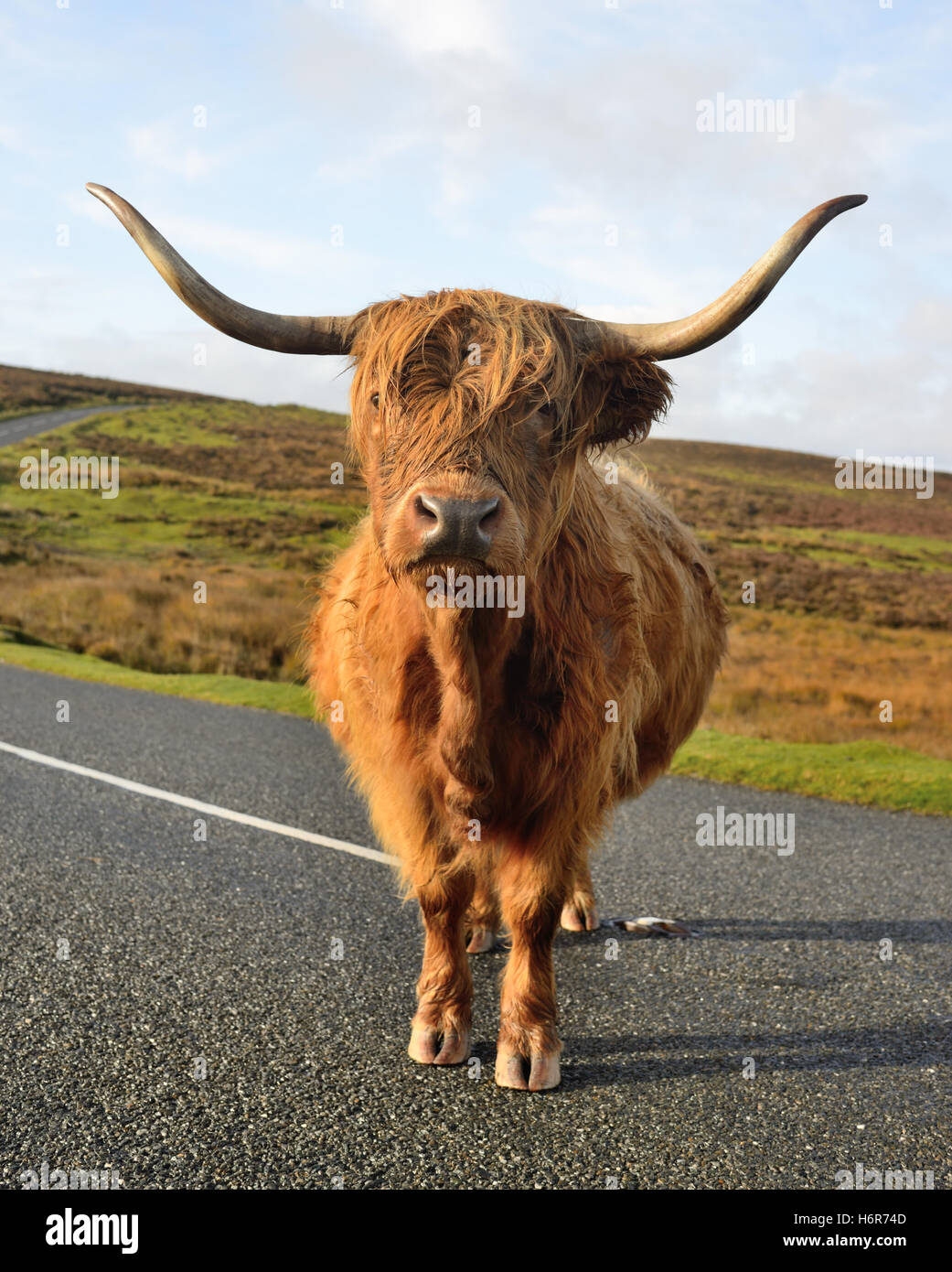 Highland cow on the road hi-res stock photography and images - Alamy