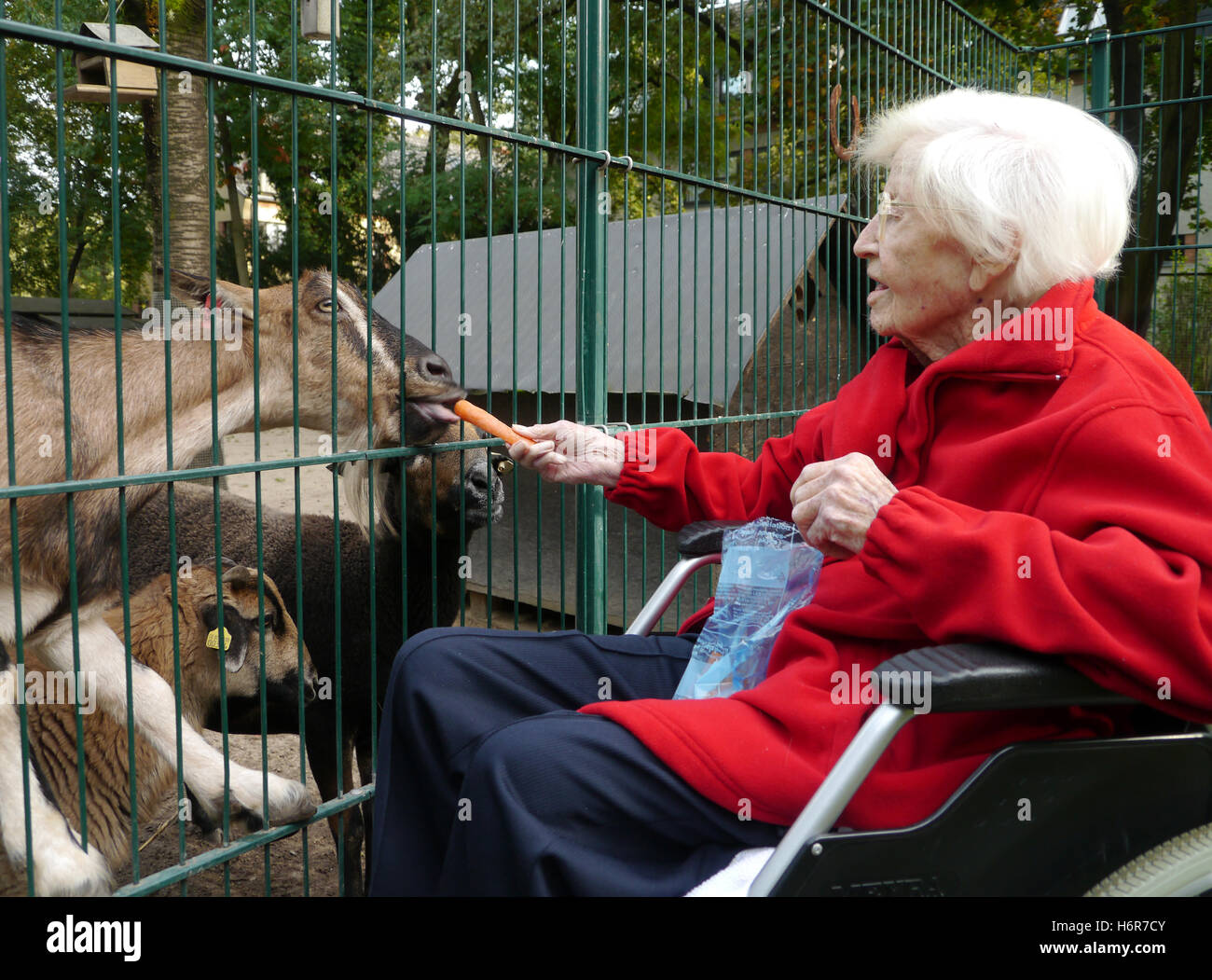 Old woman with goats hi-res stock photography and images - Alamy