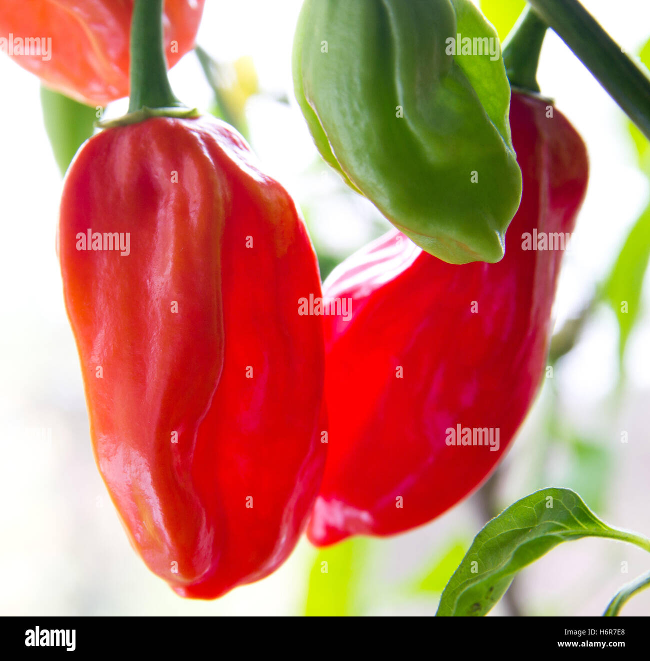 Mexican fruit chili powder hi-res stock photography and images - Alamy