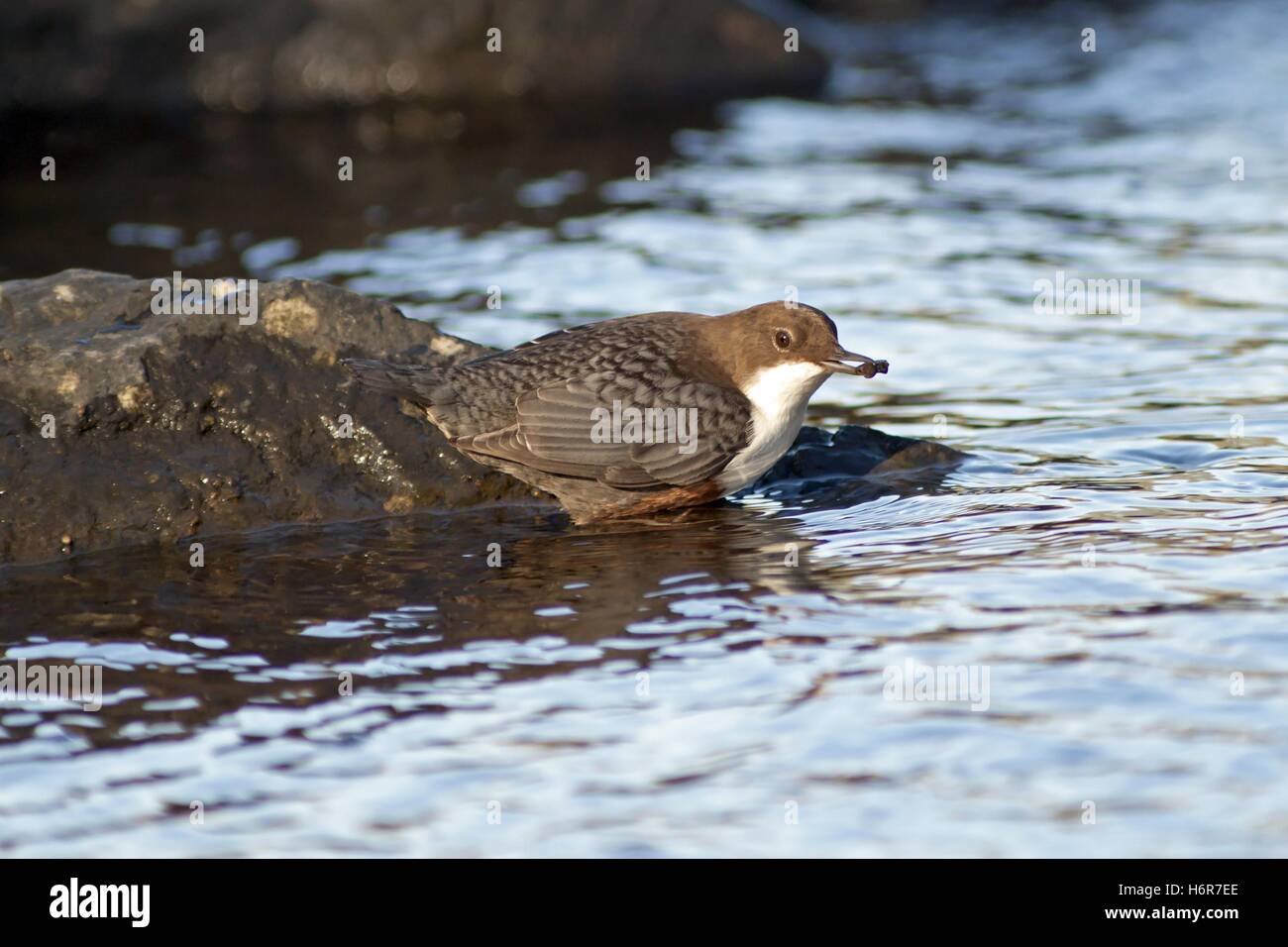 Birds and insects hi-res stock photography and images - Alamy