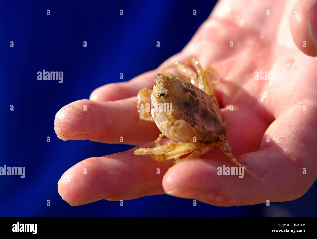 Crustaceans planet hi-res stock photography and images - Alamy