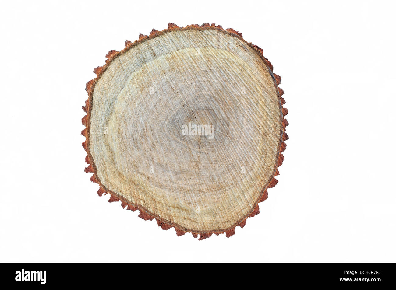 Oak Tree Cross Section High Resolution Stock Photography and Images - Alamy