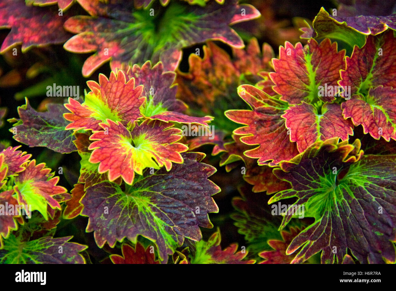 Exciting and colourful garden flowers hi-res stock photography and ...